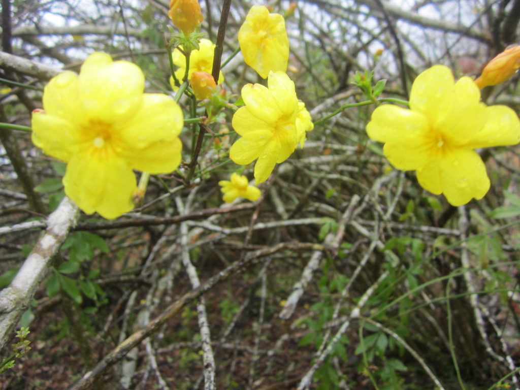 IMG_1763 | 苗木のことなら宮崎県緑花木生産協同組合