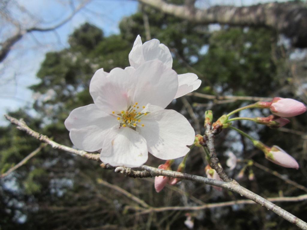 IMG_2920 | 苗木のことなら宮崎県緑花木生産協同組合